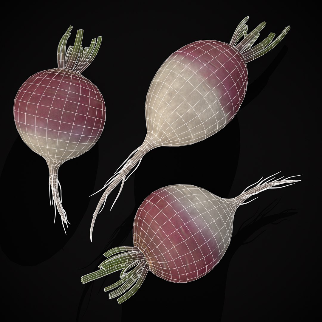 Purple Top White Globe Turnips 3D model - TurboSquid 1993494
