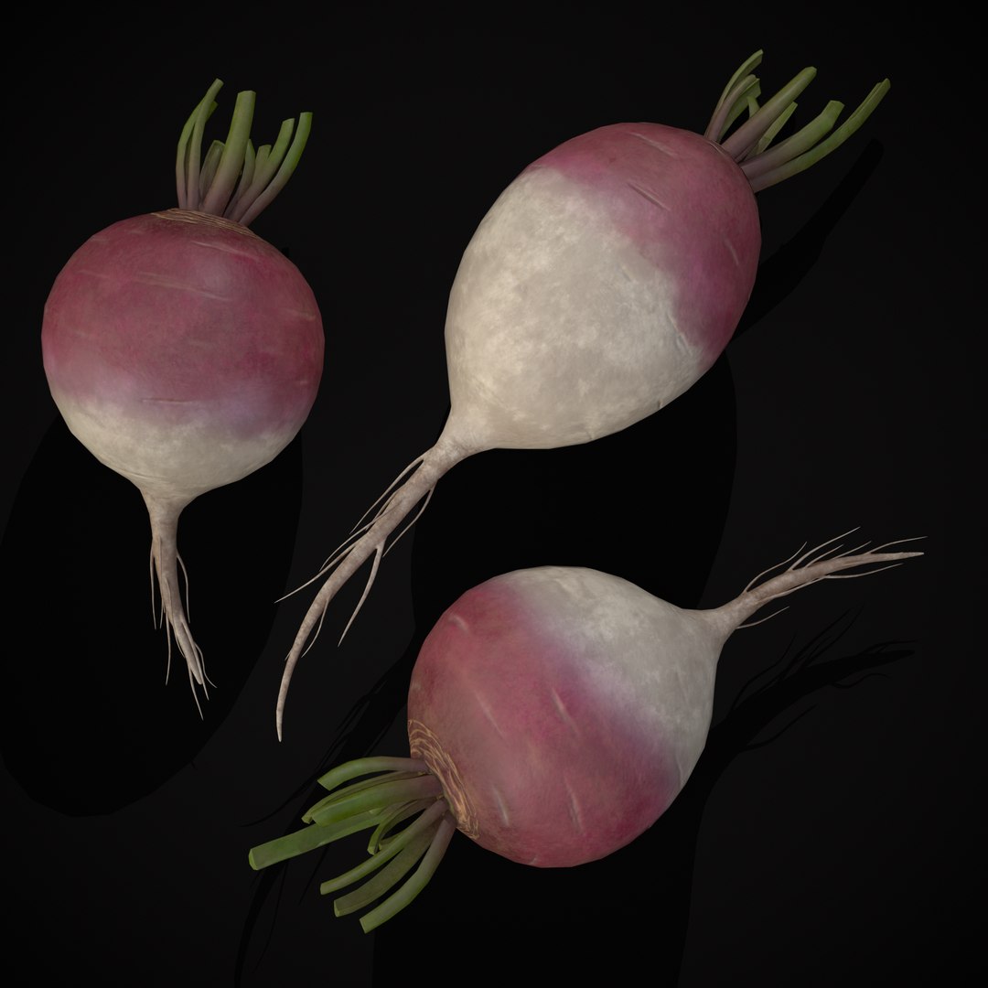 Purple Top White Globe Turnips 3D model - TurboSquid 1993494
