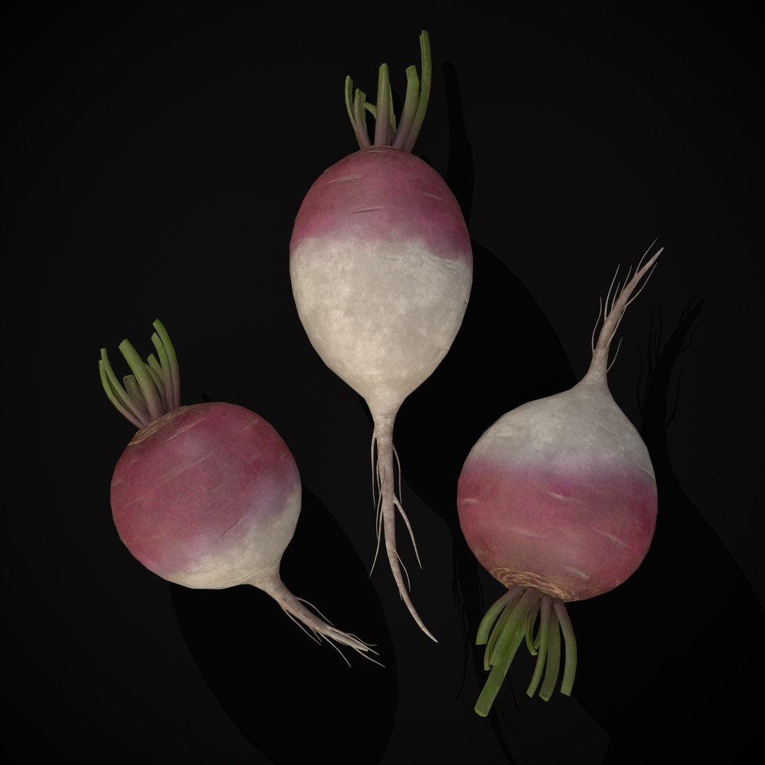 Purple Top White Globe Turnips 3D model - TurboSquid 1993494