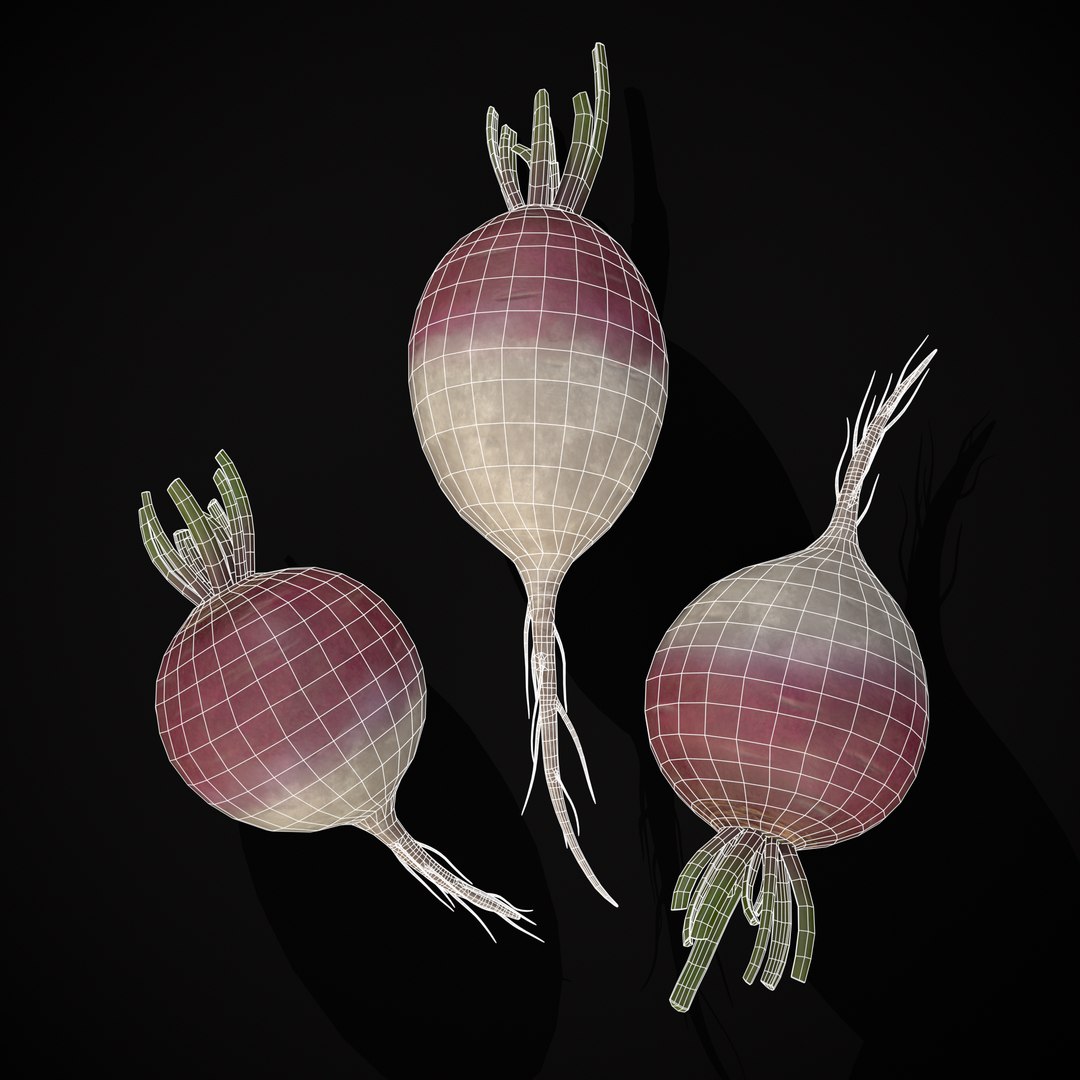 Purple Top White Globe Turnips 3D model - TurboSquid 1993494