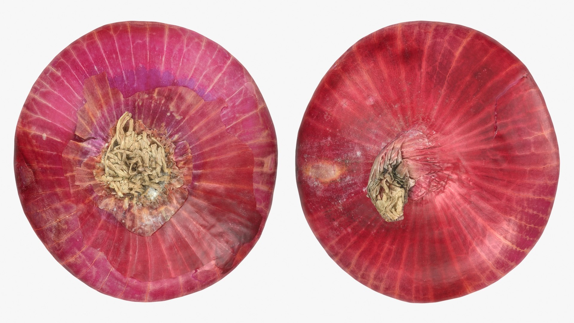 3D Whole Red Onion - TurboSquid 2237729