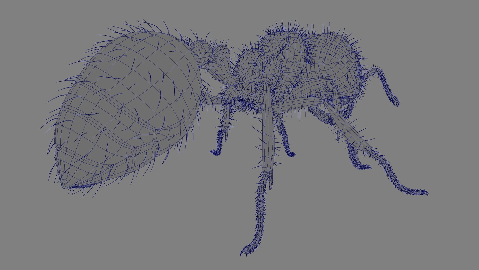 3D Ant ANIMATED model - TurboSquid 2148362