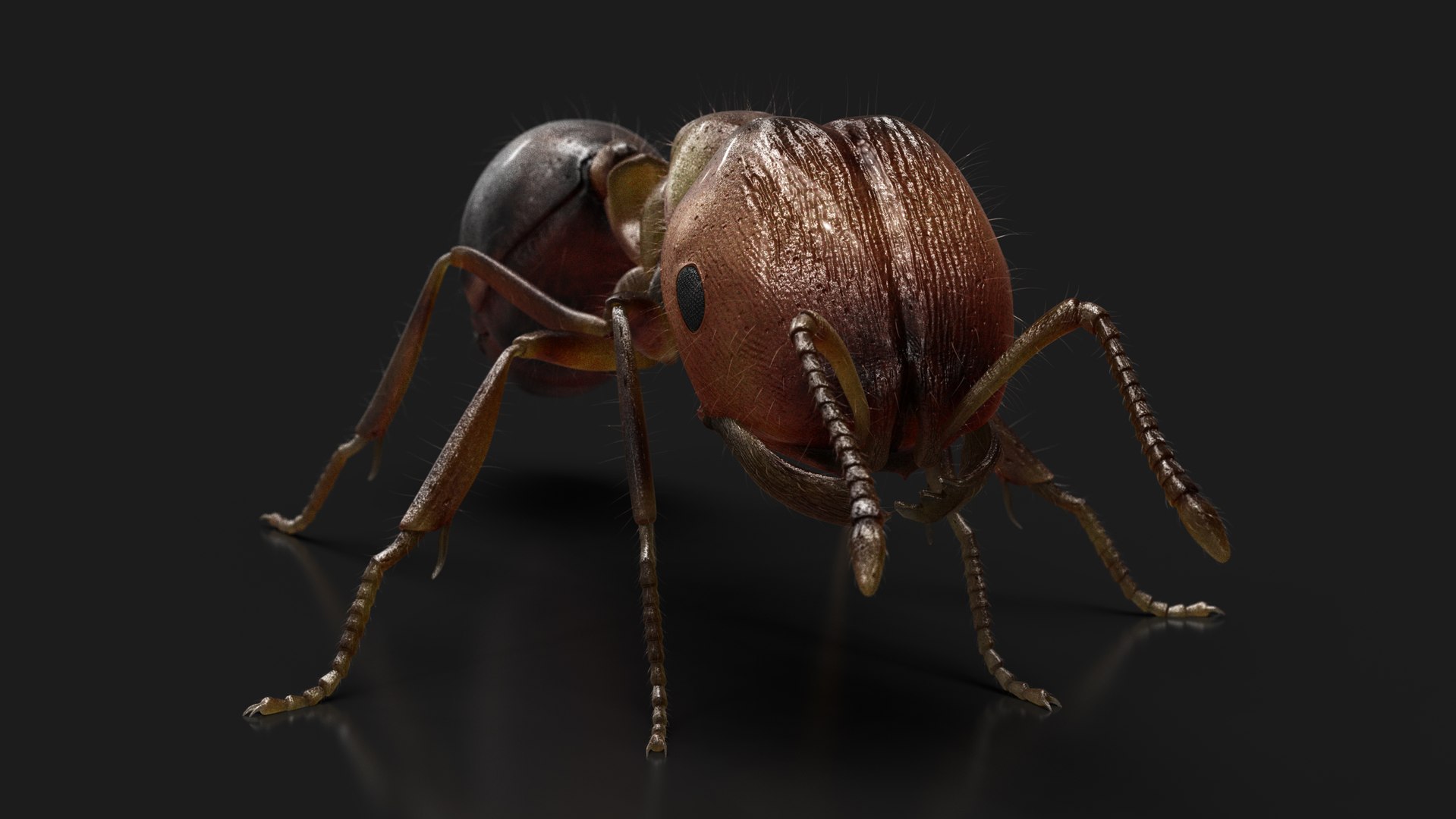3D Ant ANIMATED model - TurboSquid 2148362
