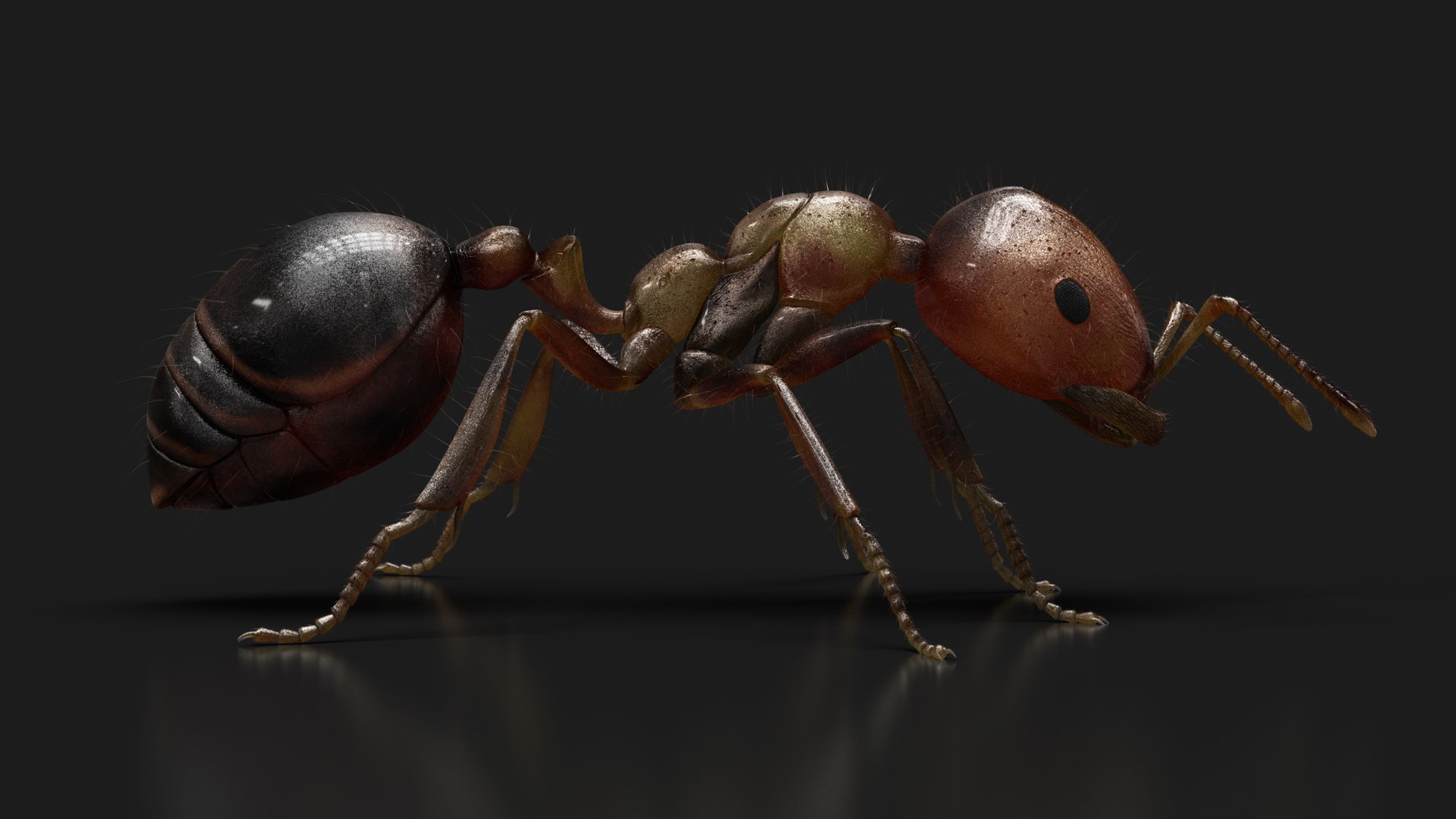 3D Ant ANIMATED model - TurboSquid 2148362