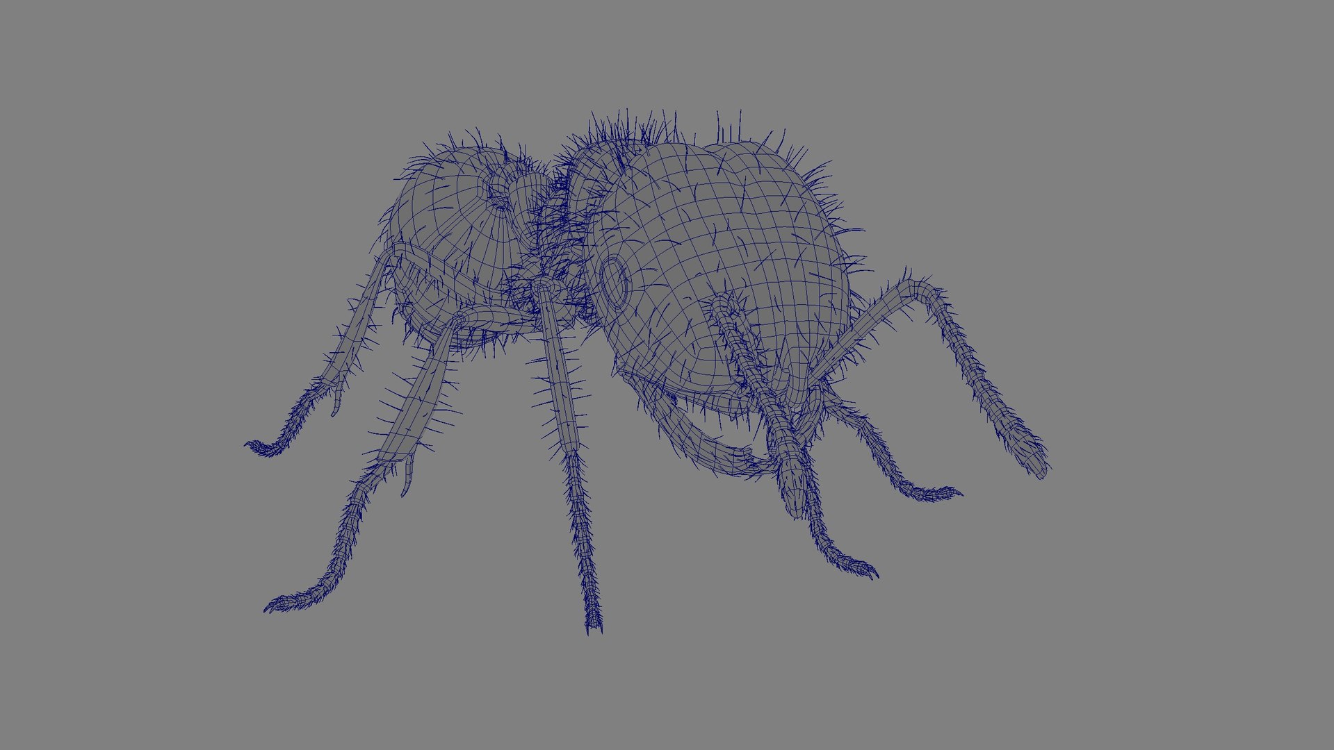 3D Ant ANIMATED model - TurboSquid 2148362