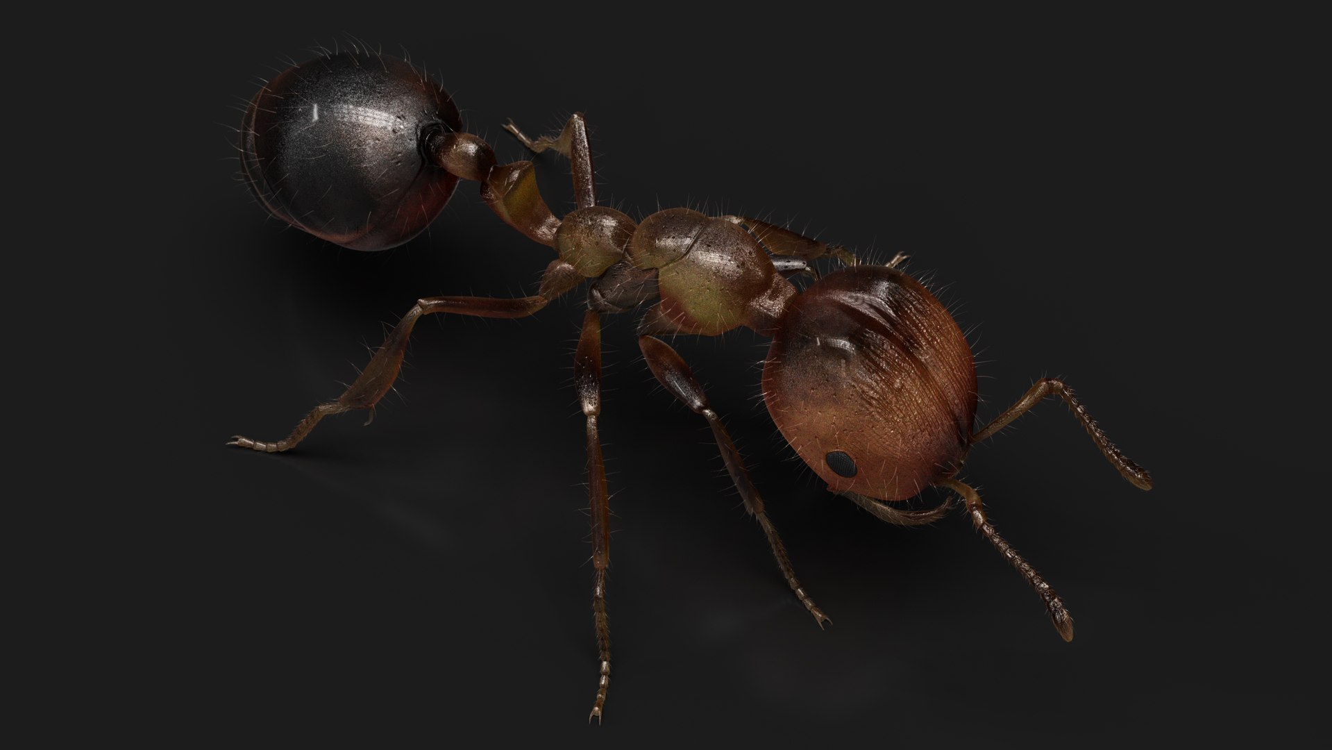 3D Ant ANIMATED model - TurboSquid 2148362