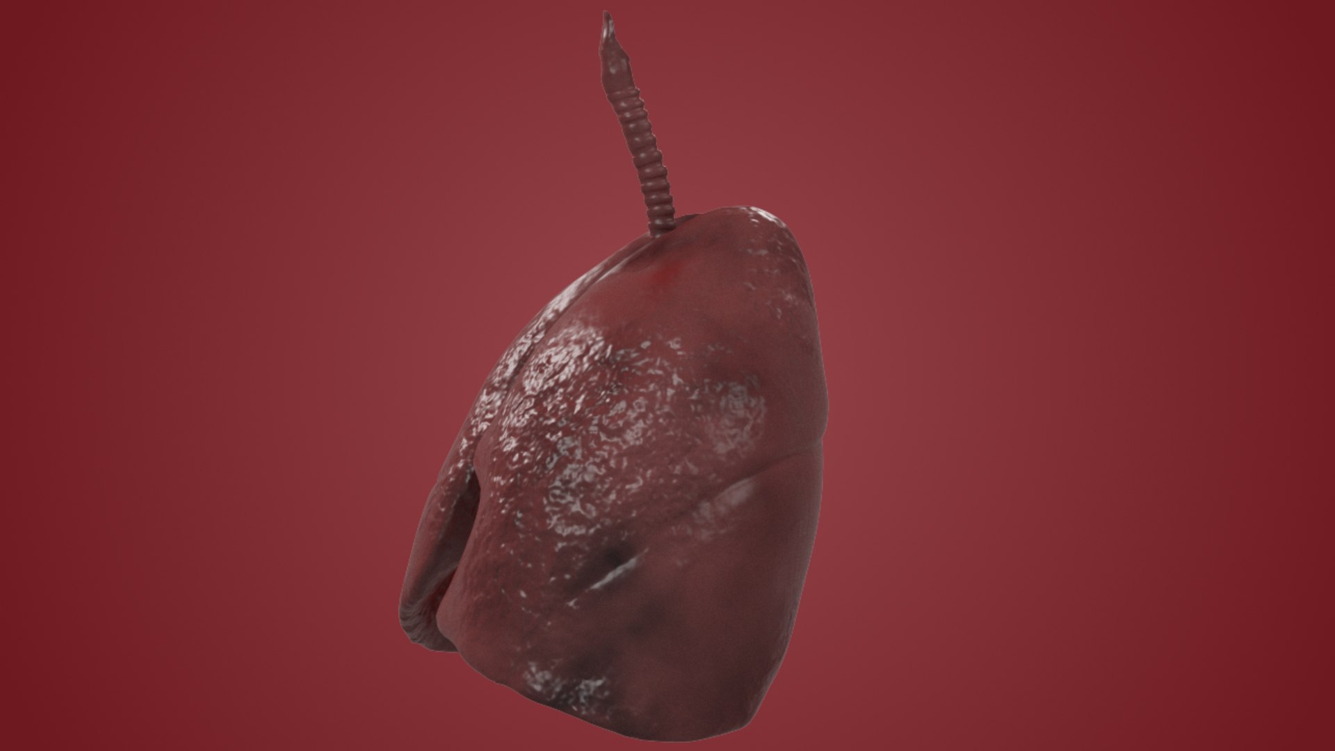 Realistic Human Lungs Max
