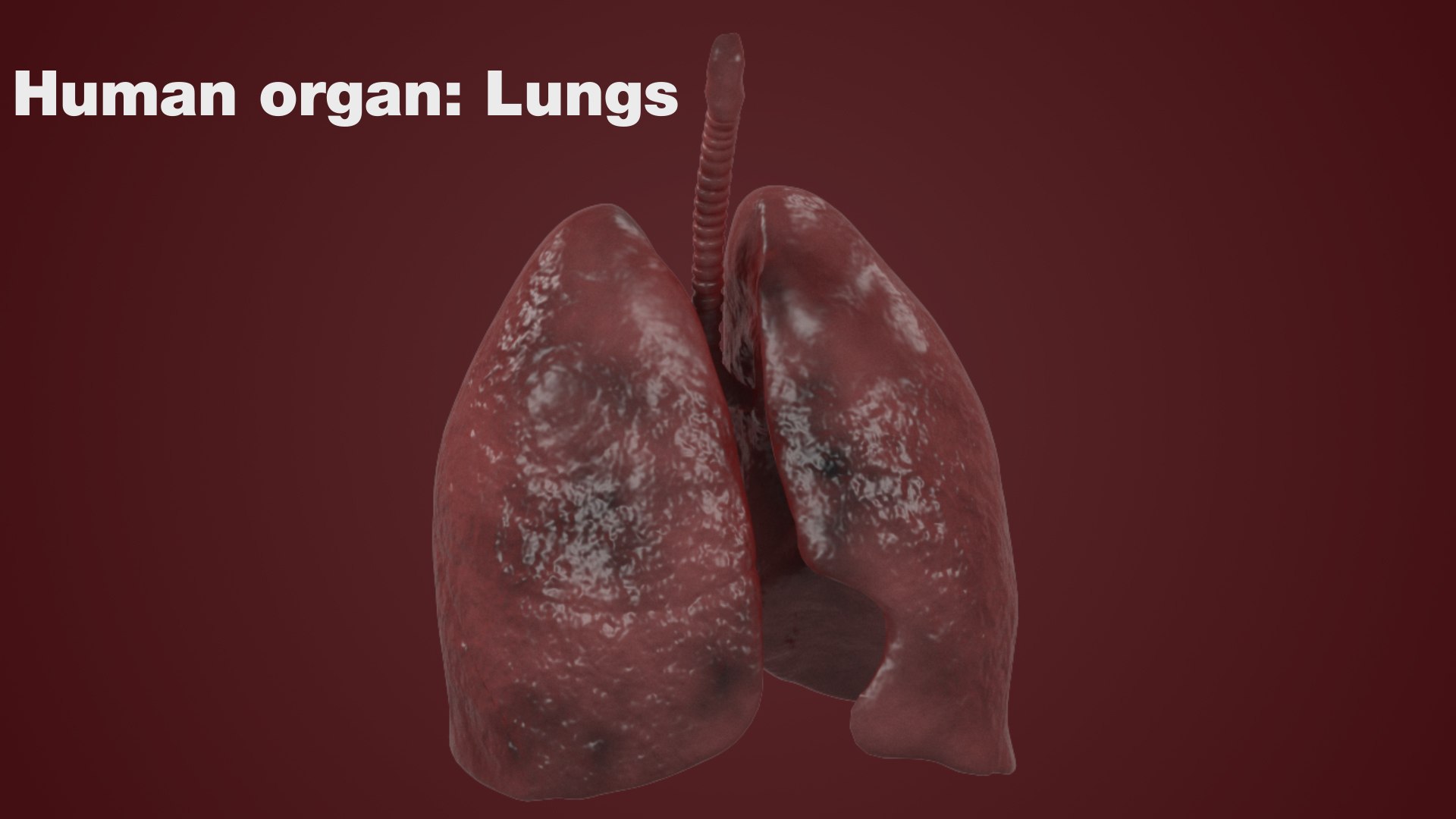 Realistic Human Lungs Max