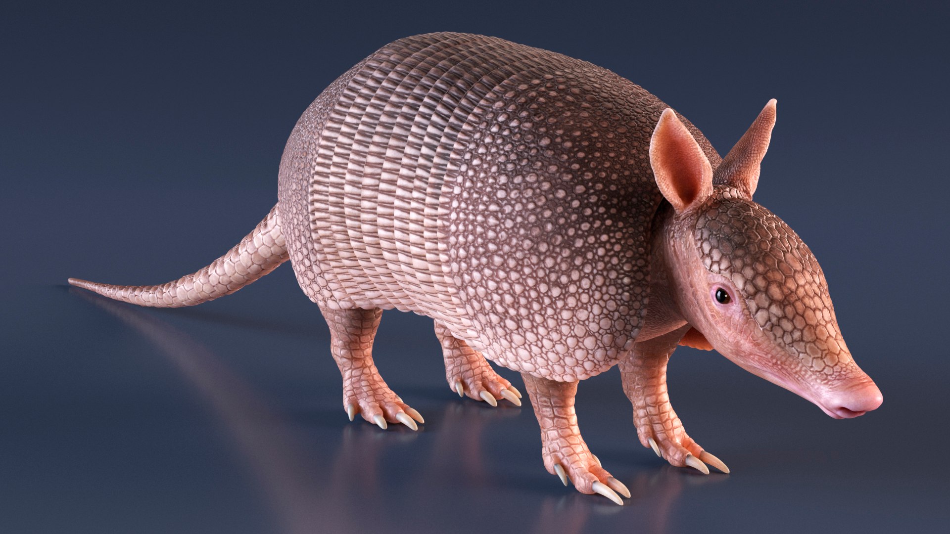 3D Model Armadillo Pink Rigged For Cinema 4D - TurboSquid 2253940