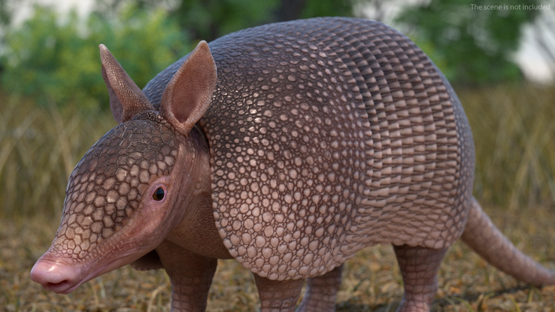 3D Model Armadillo Pink Rigged For Cinema 4D - TurboSquid 2253940