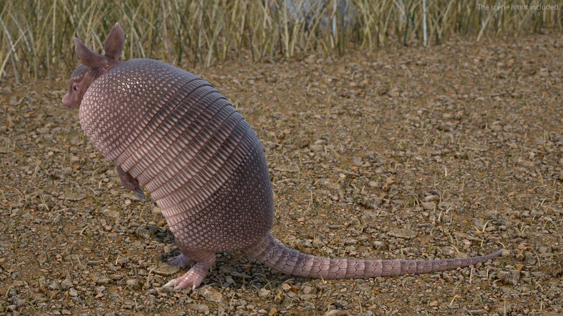 3D Model Armadillo Pink Rigged For Cinema 4D - TurboSquid 2253940
