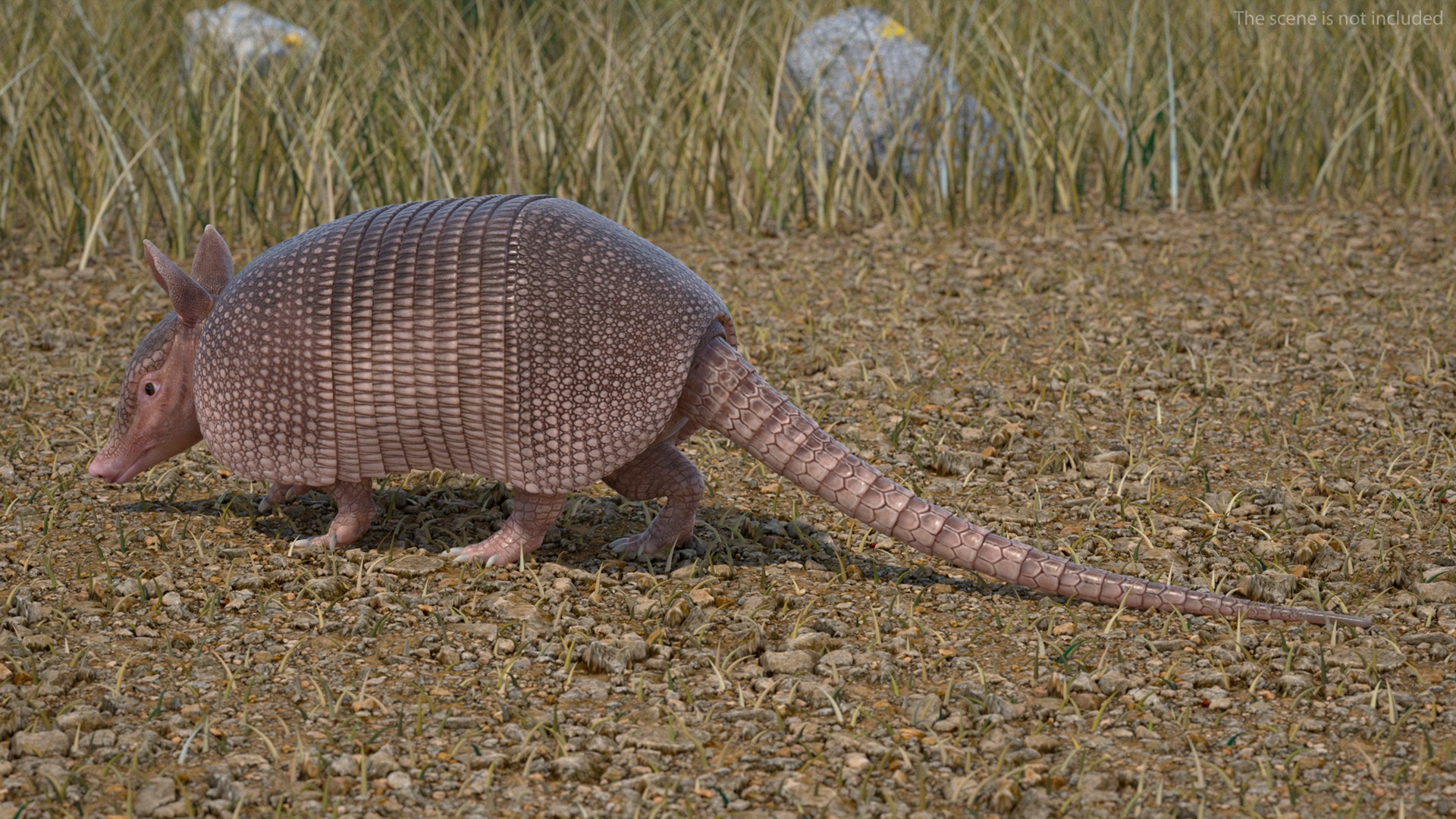 3D Model Armadillo Pink Rigged For Cinema 4D - TurboSquid 2253940