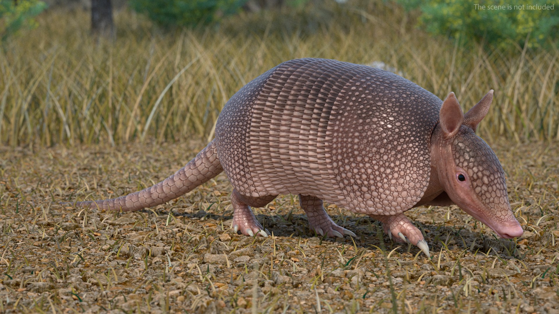 3D Model Armadillo Pink Rigged For Cinema 4D - TurboSquid 2253940