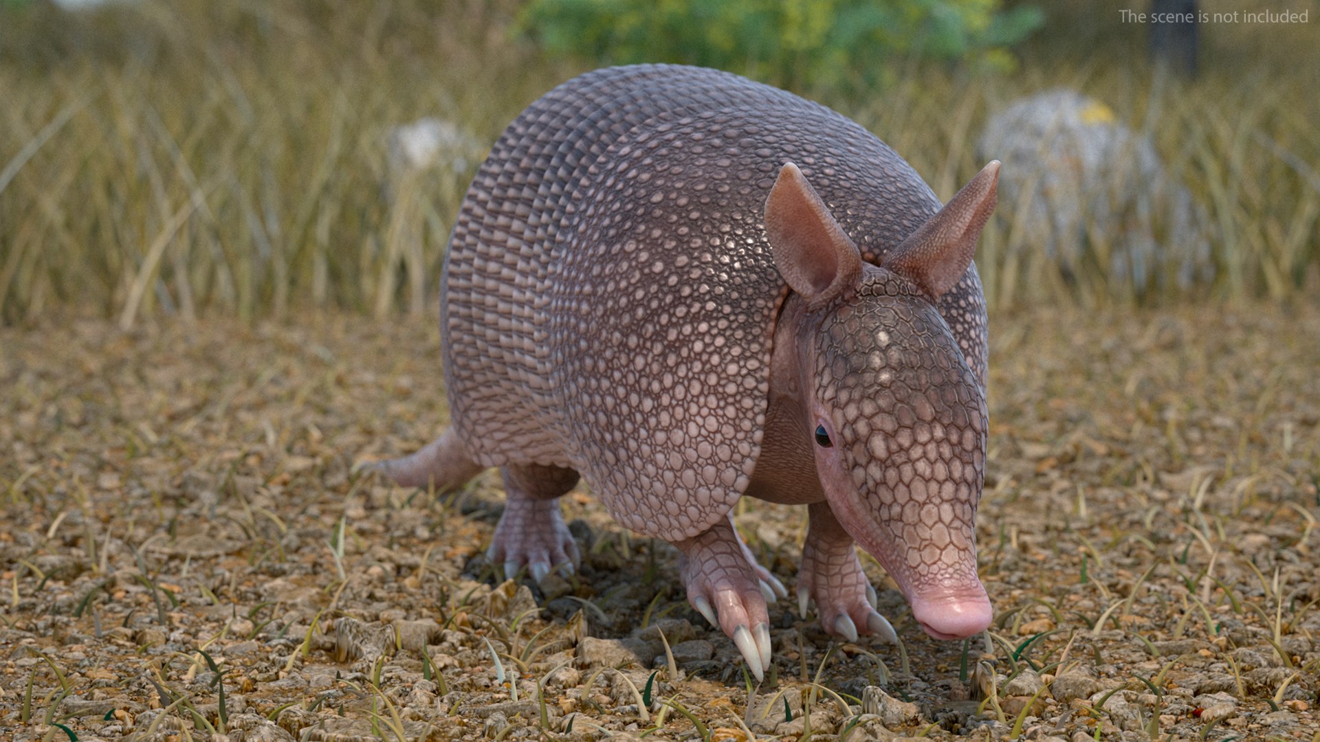 3D Model Armadillo Pink Rigged For Cinema 4D - TurboSquid 2253940
