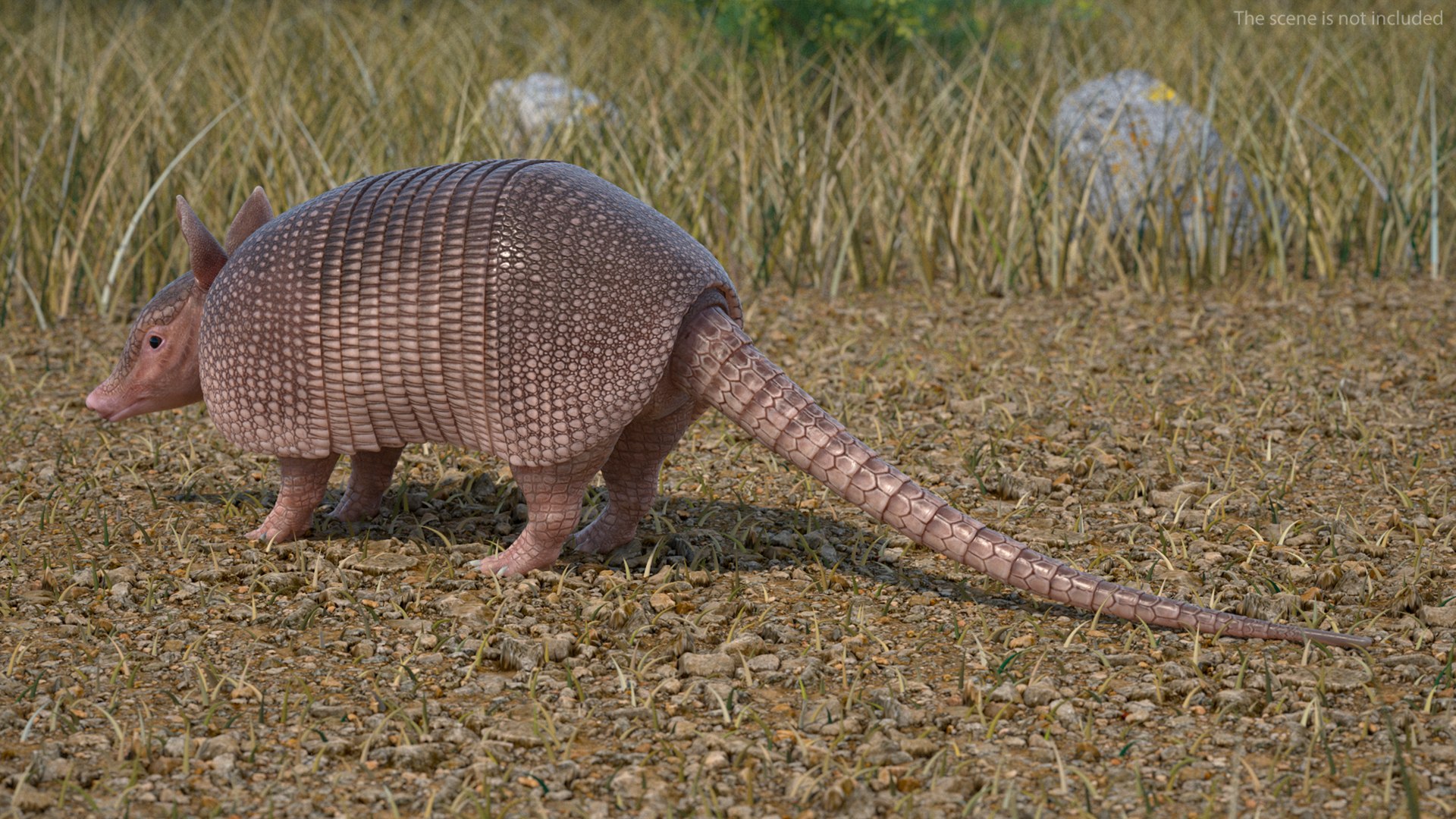 3D Model Armadillo Pink Rigged For Cinema 4D - TurboSquid 2253940