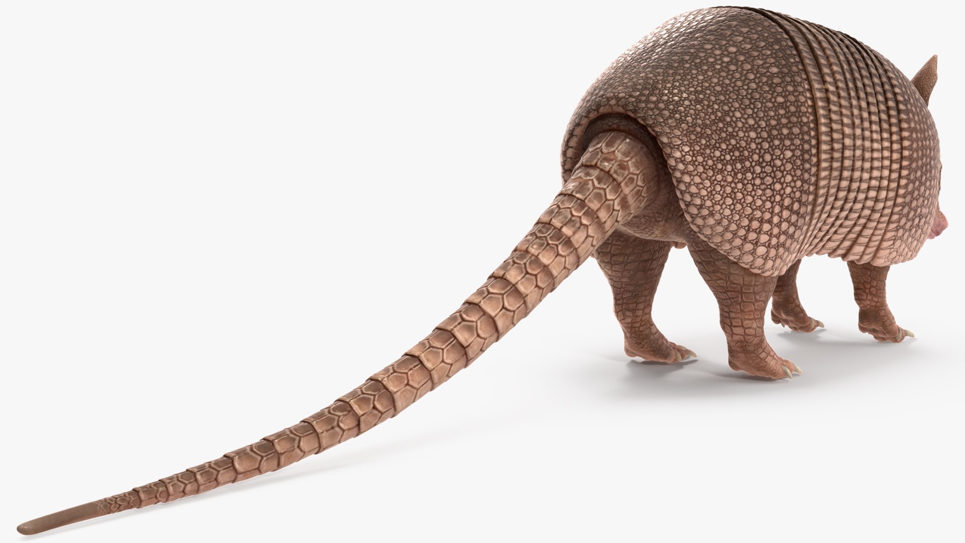 3D Model Armadillo Pink Rigged For Cinema 4D - TurboSquid 2253940