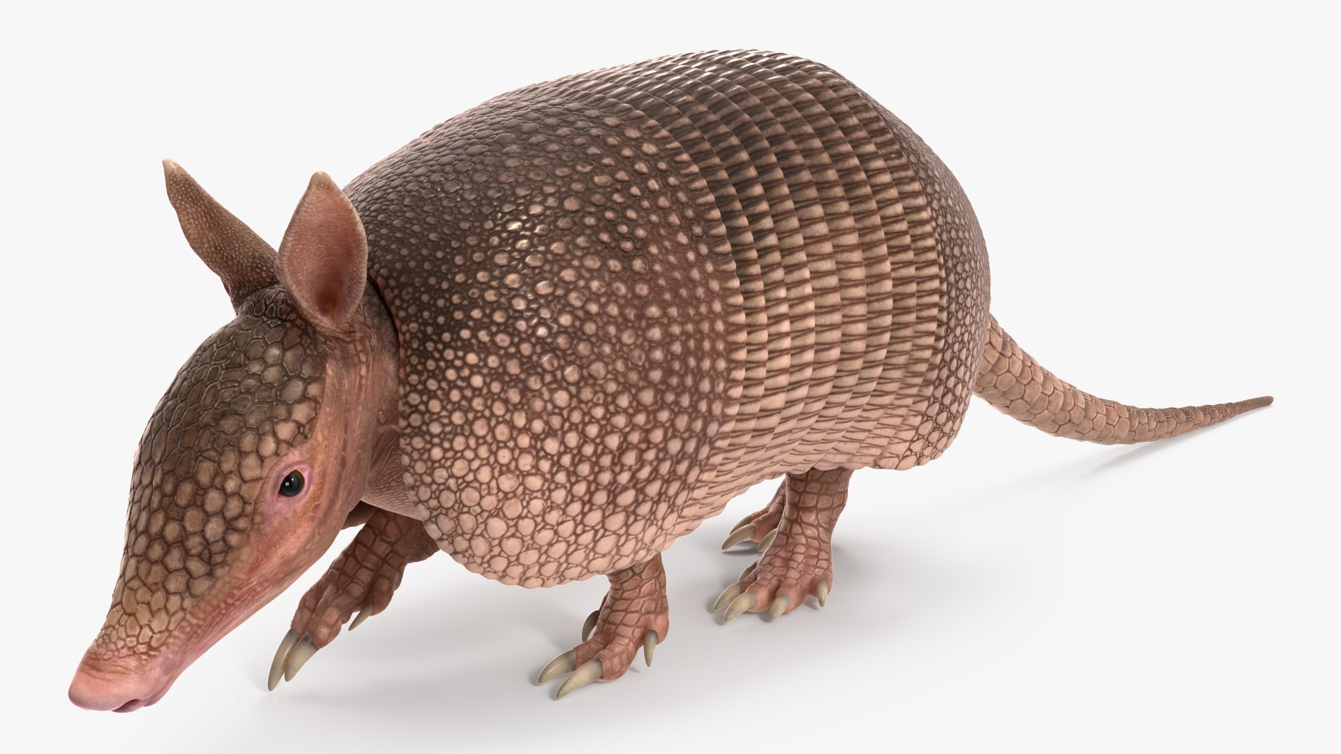3D Model Armadillo Pink Rigged For Cinema 4D - TurboSquid 2253940