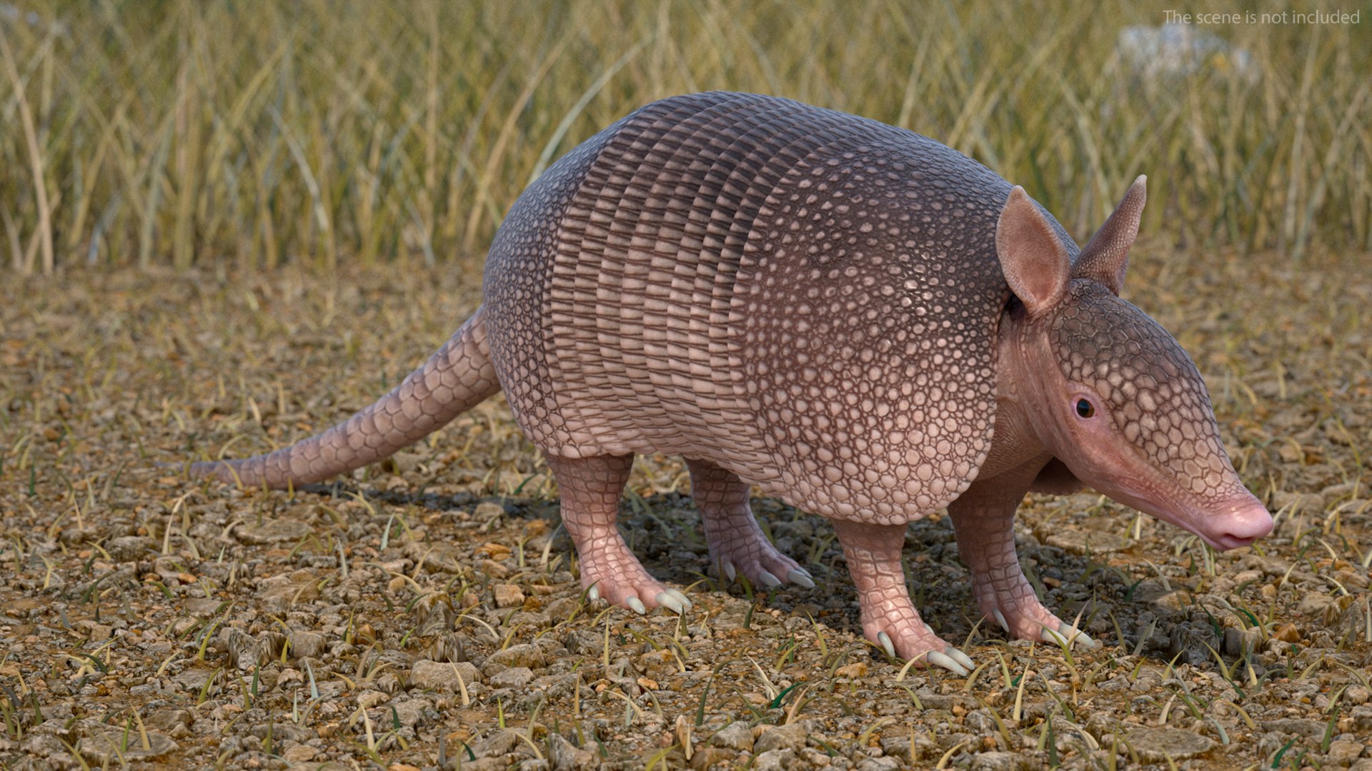 3D Model Armadillo Pink Rigged For Cinema 4D - TurboSquid 2253940
