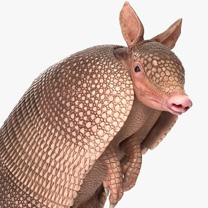3D Armadillo Models - Browse & Download Formats - TurboSquid
