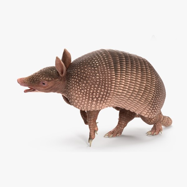modelo 3d Armadillo Rosa Rigged para Cinema 4D - TurboSquid 2253940