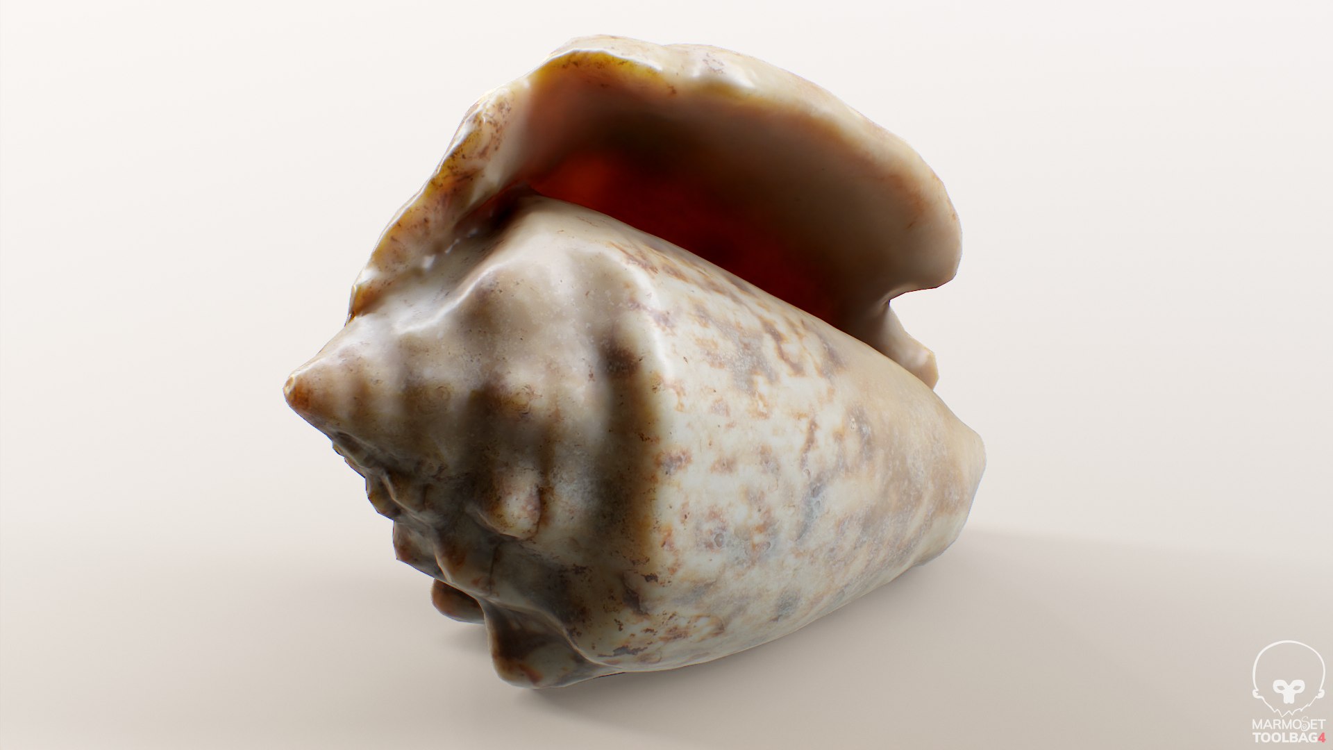 Small Seashell PBR 3D model - TurboSquid 1912571