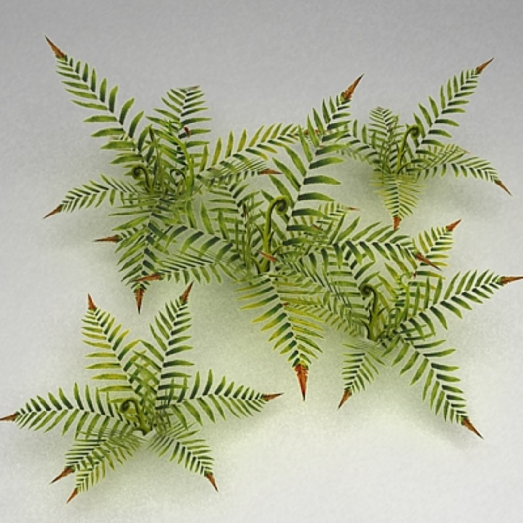 Fern 3d Model