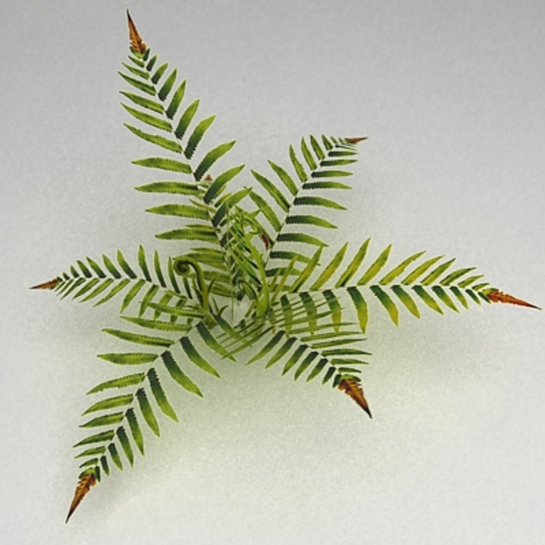 Fern 3d Model