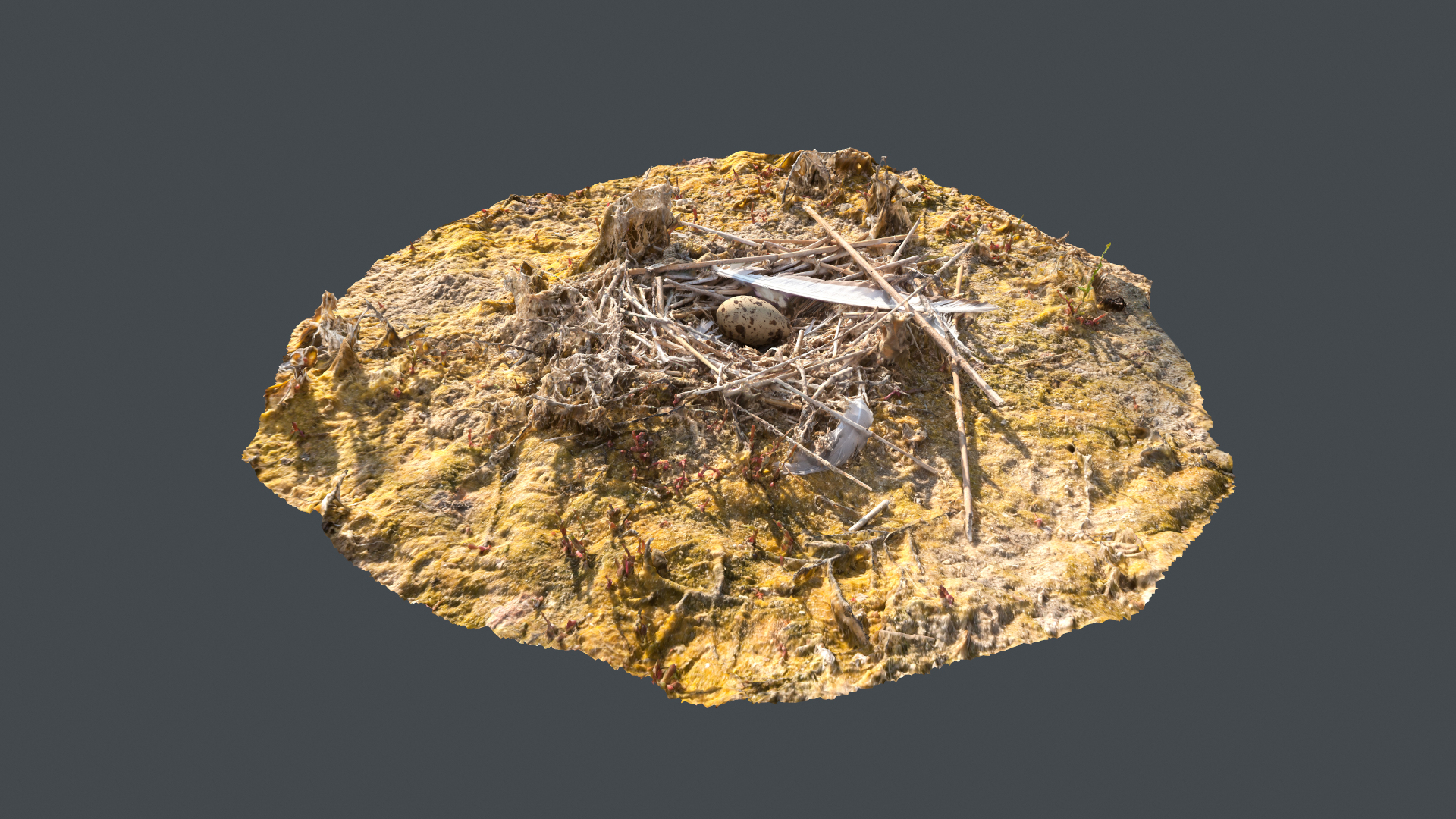 3D Scanned Bird Nest Egg Model - TurboSquid 1428688