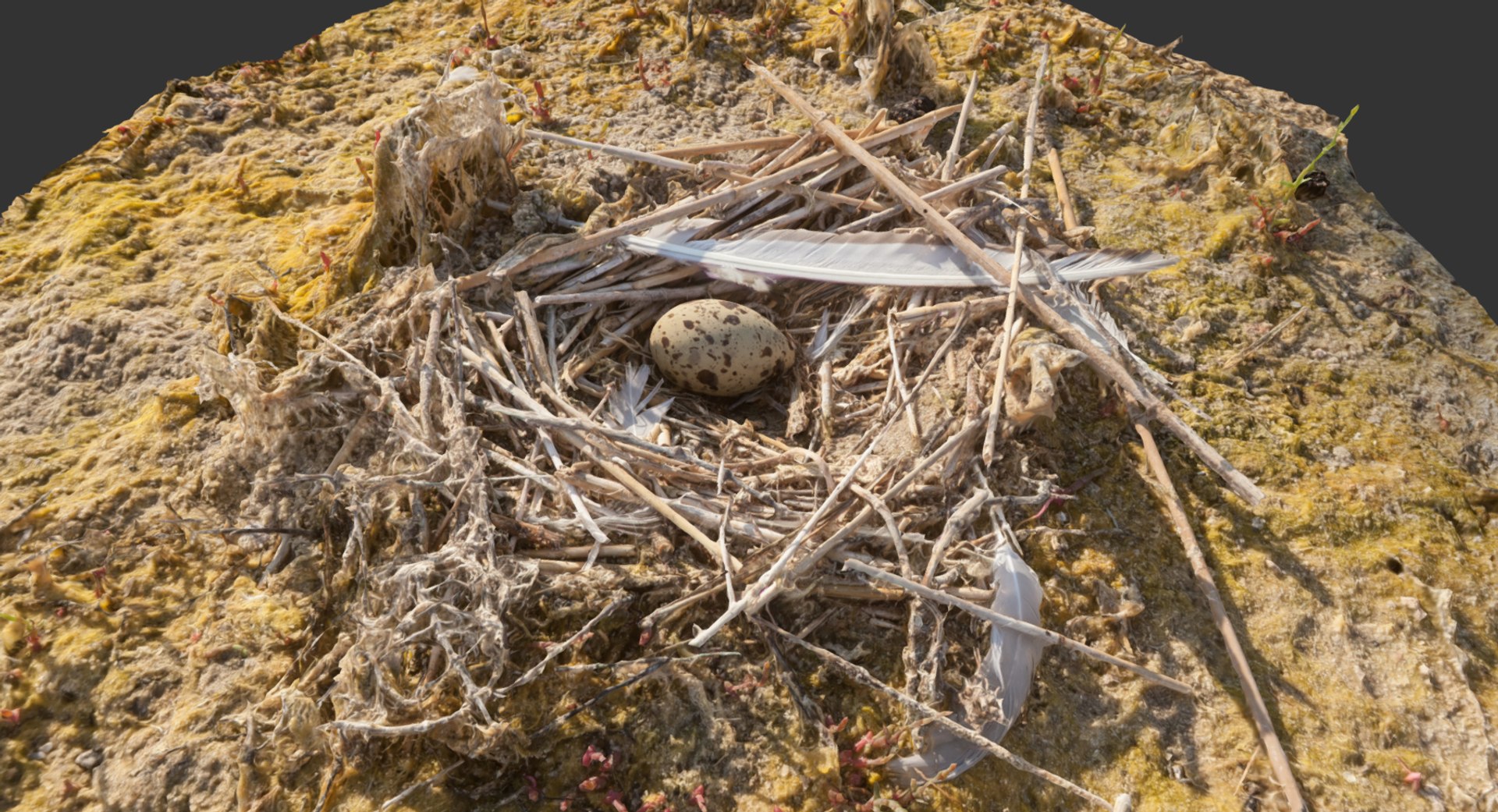 3D Scanned Bird Nest Egg Model - TurboSquid 1428688