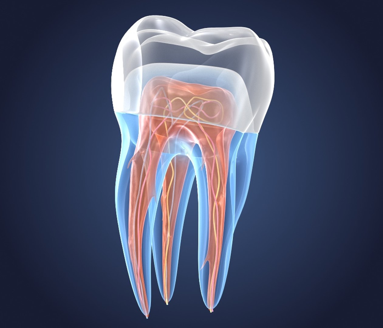 Transparent Crown Endodontics Inner 3D - TurboSquid 1309369