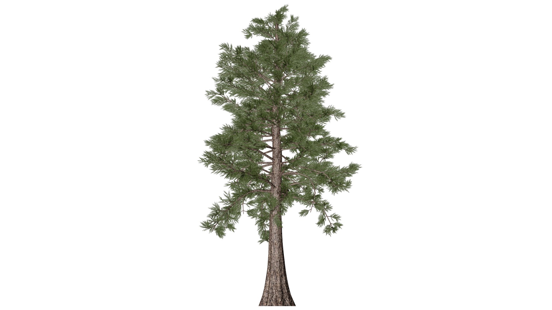 Western Red Cedar Tree - 04 - 3D Model - TurboSquid 2374157