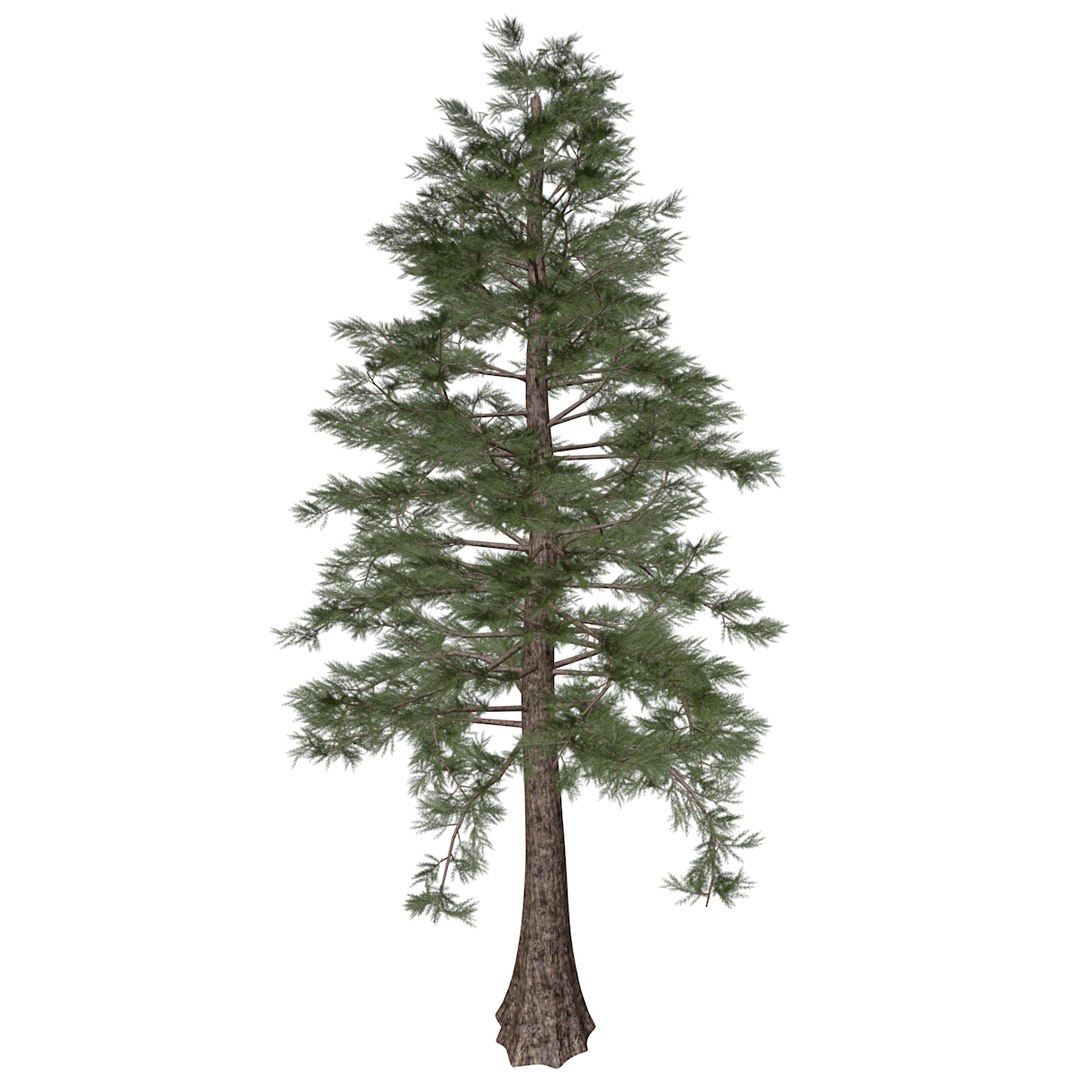 Western Red Cedar Tree - 04 - 3D Model - TurboSquid 2374157