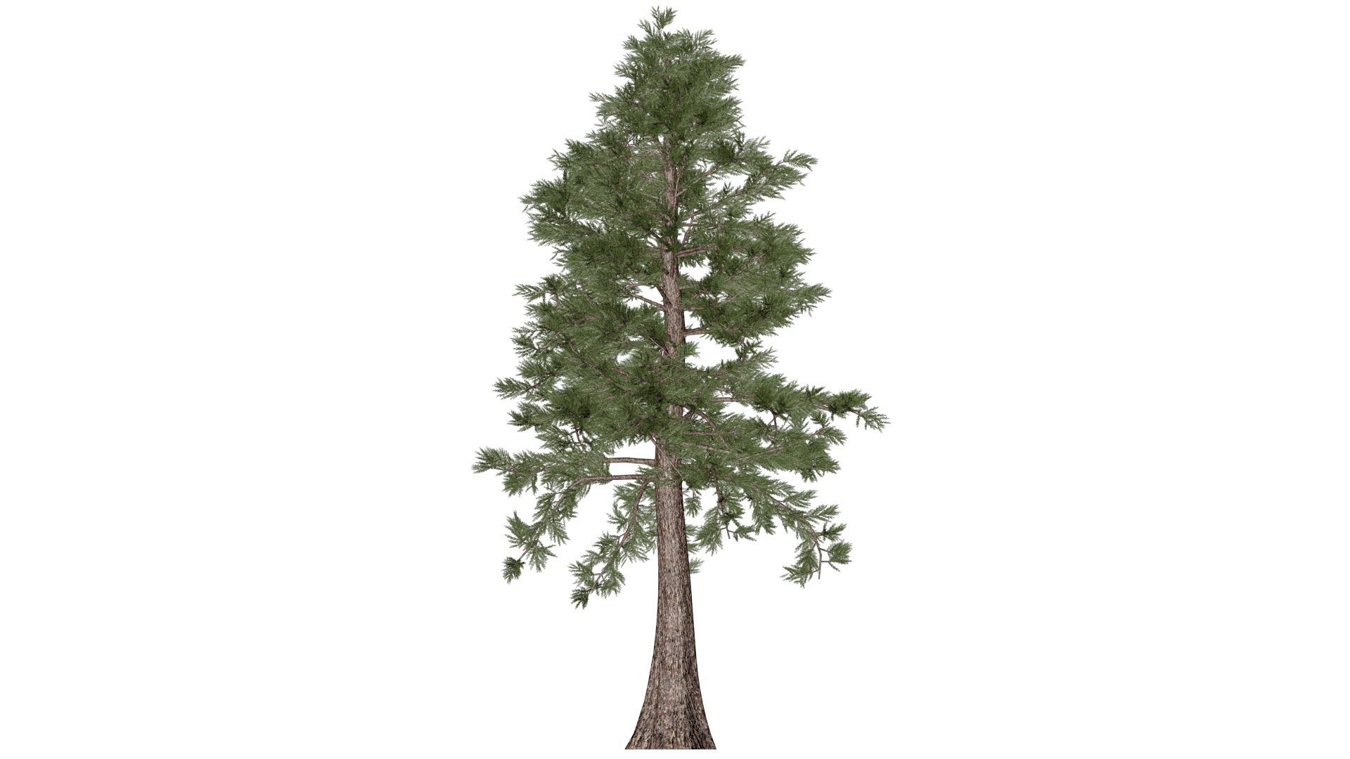 Western Red Cedar Tree - 04 - 3D Model - TurboSquid 2374157