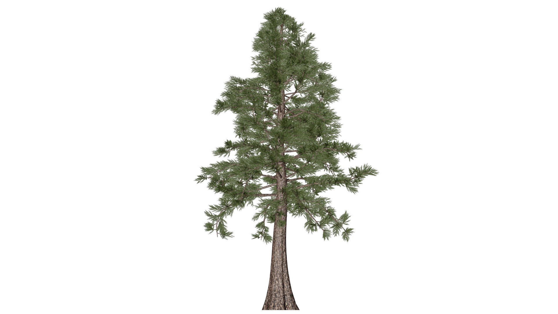 Western Red Cedar Tree - 04 - 3D Model - TurboSquid 2374157