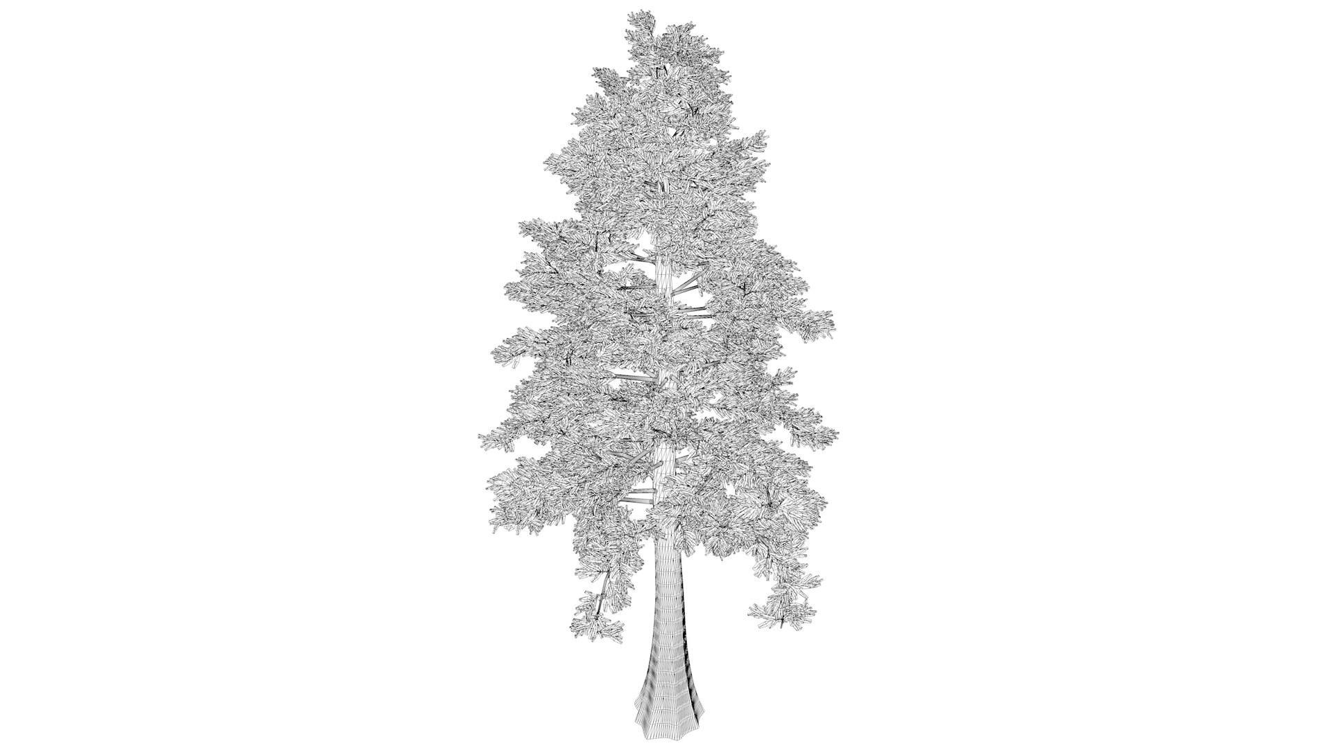 Western Red Cedar Tree - 04 - 3D Model - TurboSquid 2374157
