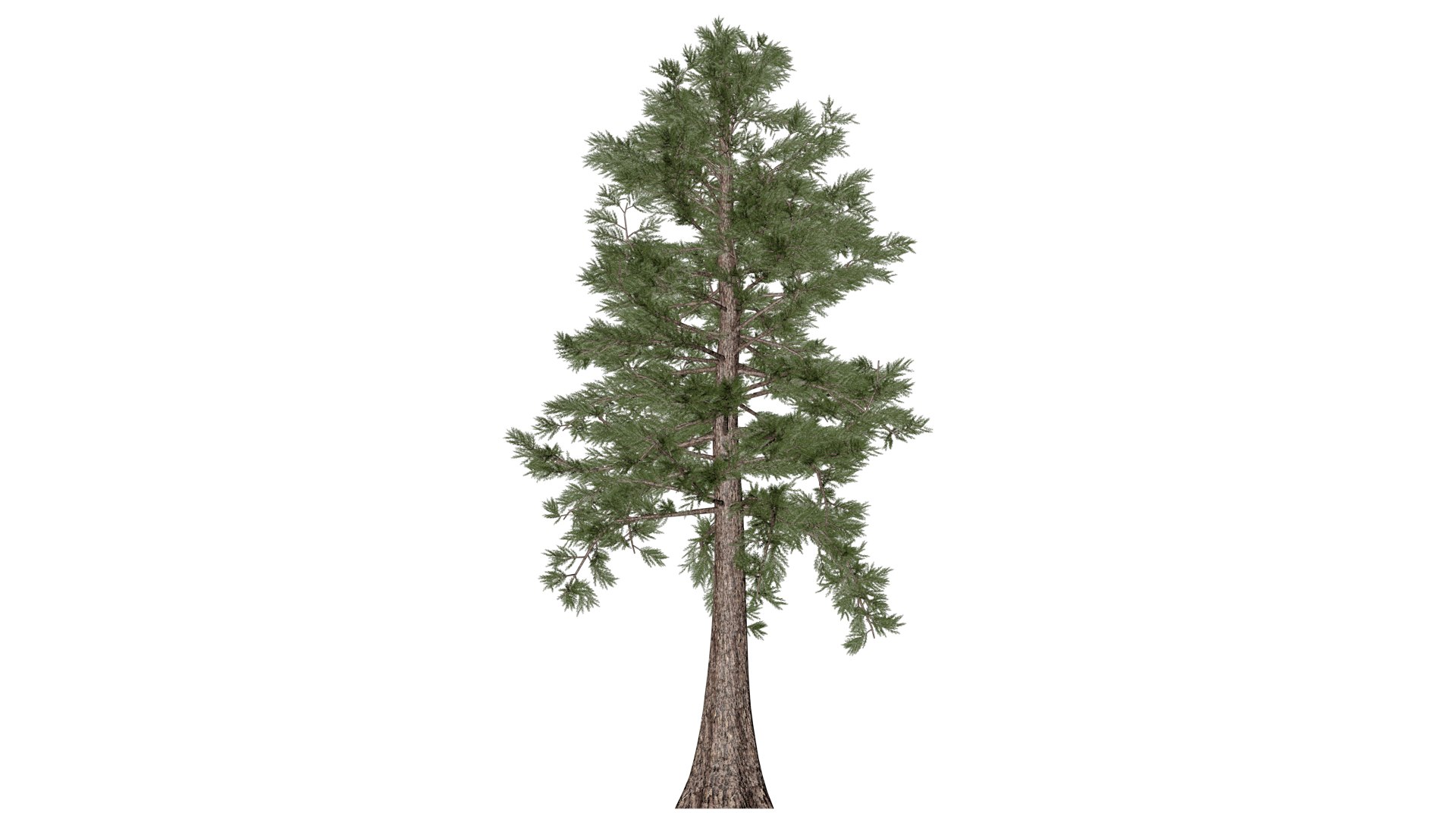 Western Red Cedar Tree - 04 - 3D Model - TurboSquid 2374157
