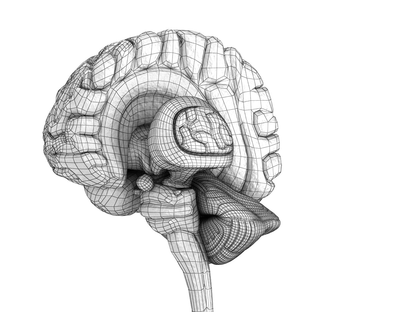 3d human brain