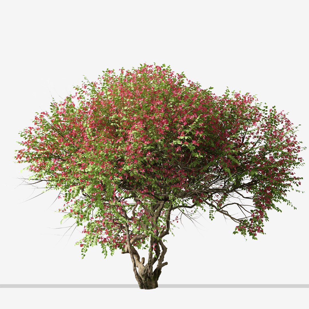 Set ofBougainvillea spectabilis or Santa Rita Tree - 2 Trees 3D ...