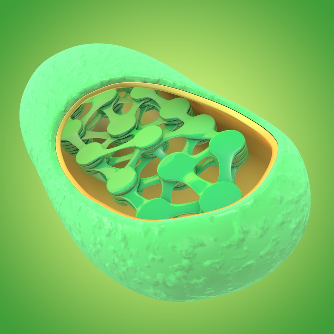 Chloroplast 3d Obj