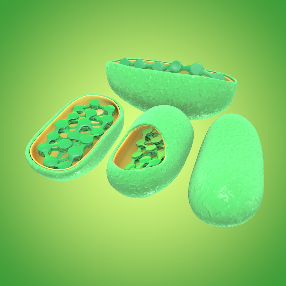 Chloroplast 3d Obj