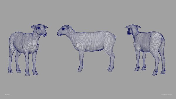 Sheep 3D model - TurboSquid 1799062