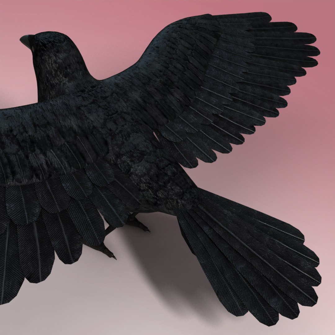 crow wings flying max