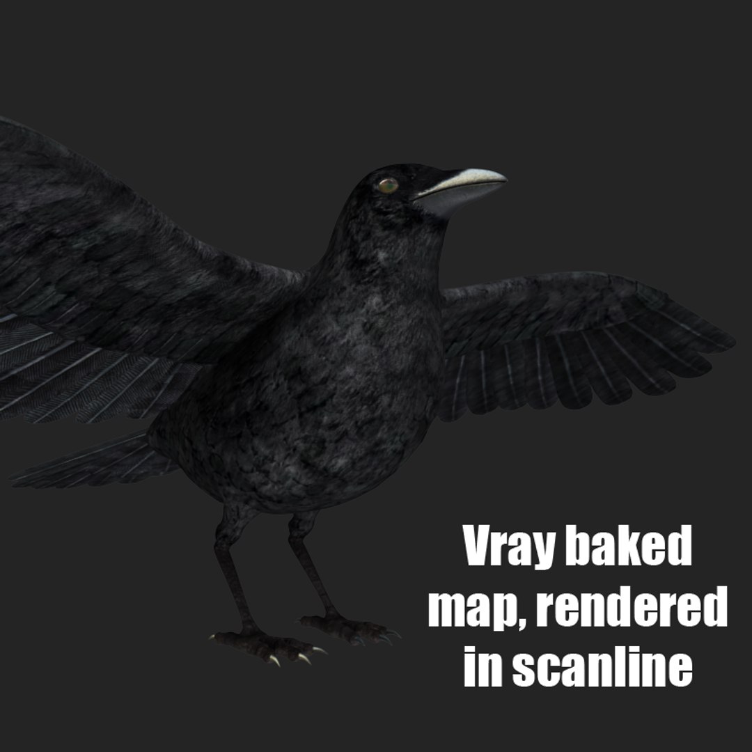 crow wings flying max