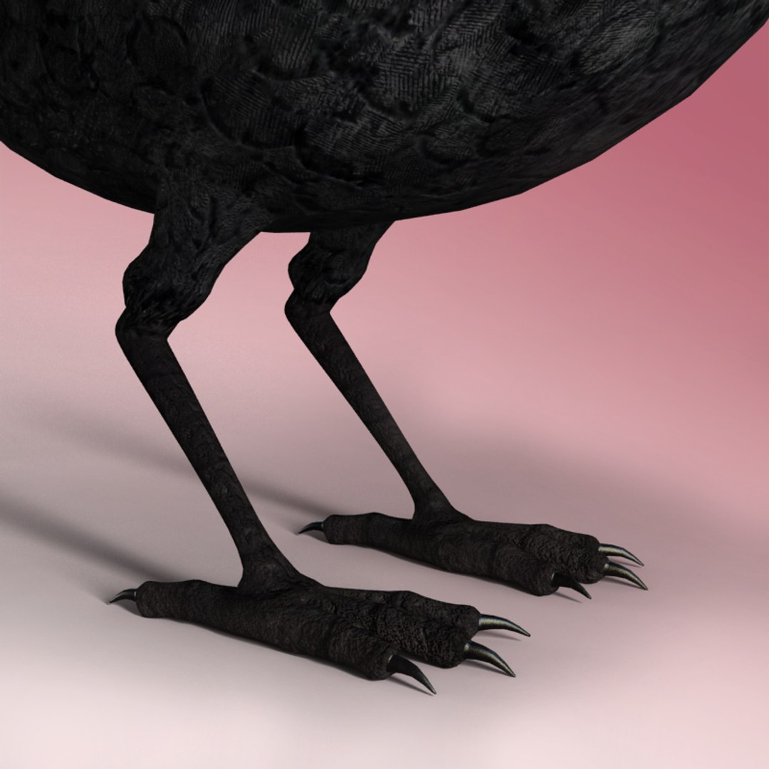 crow wings flying max