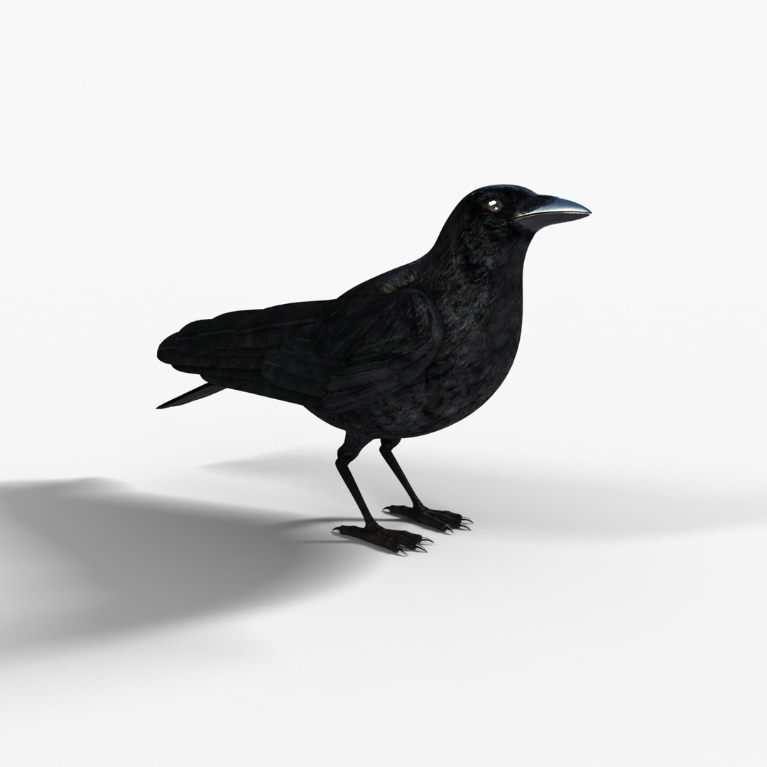 Crow Wings Flying Max
