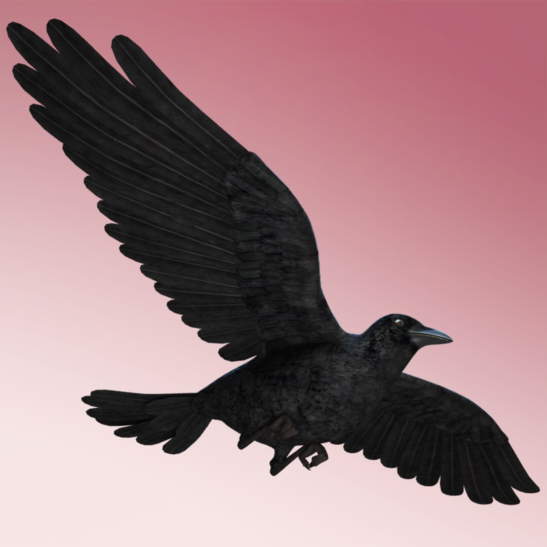 crow wings flying max