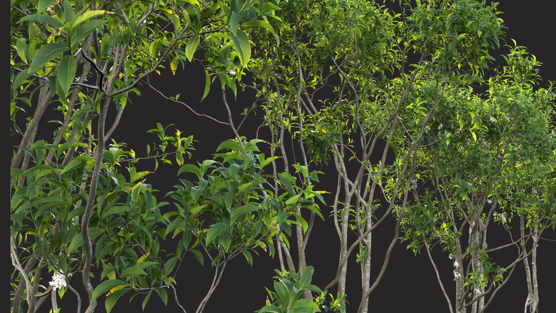 Osmanthus Fragrans - Fragrant Olive 3D Model - TurboSquid 2125204
