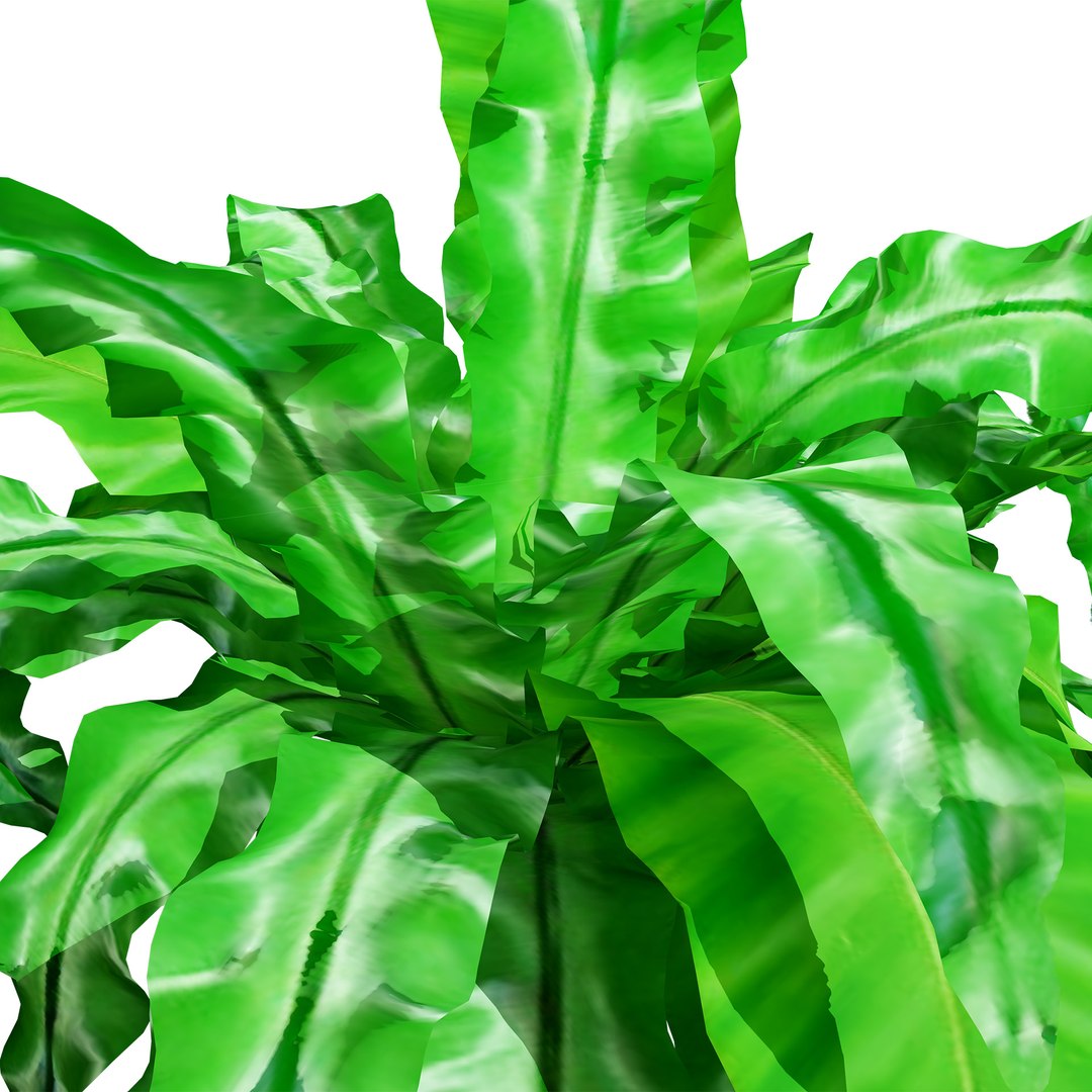 Realistic Bird Nest Fern Model 3D Model - TurboSquid 2298036