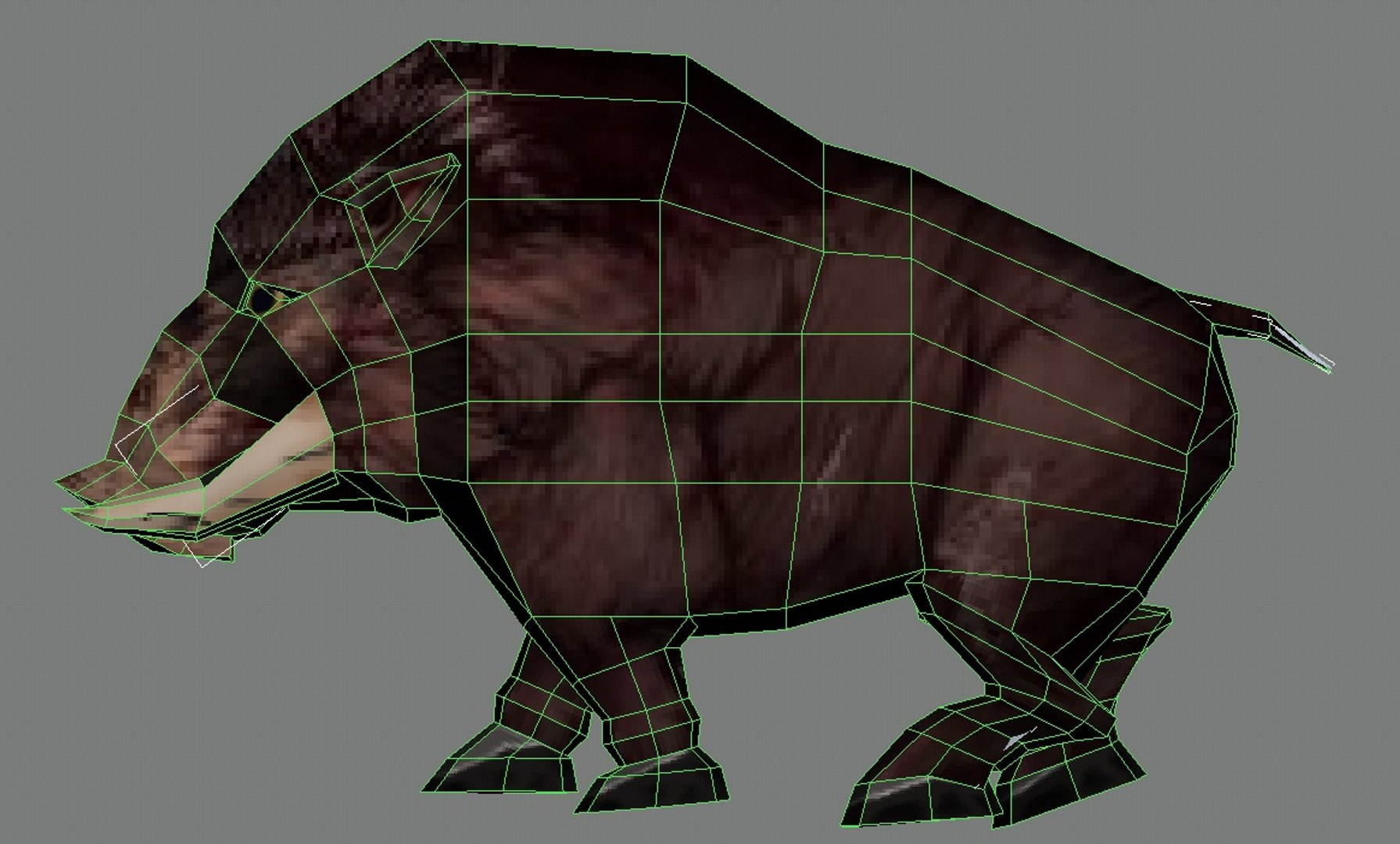free max model boar