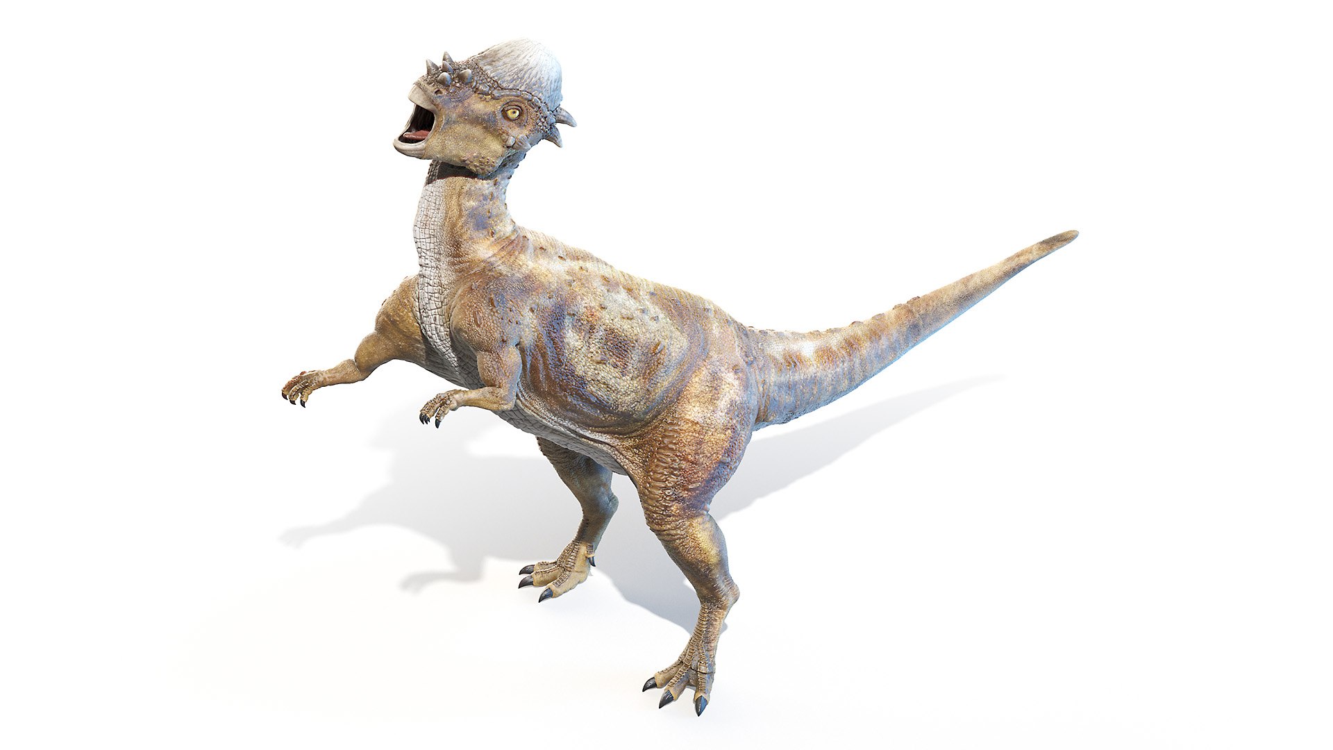 3D pachycephalosaurus p model - TurboSquid 1669419